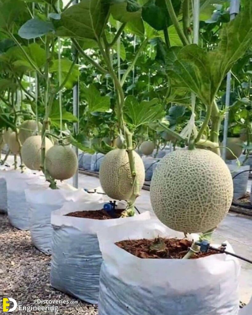 30 Creative Ways To Grow Vegetables - Engineering Discoveries