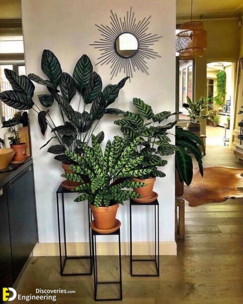 30 Indoor Green Plants For Your Home To Look Fresher And Cooler ...