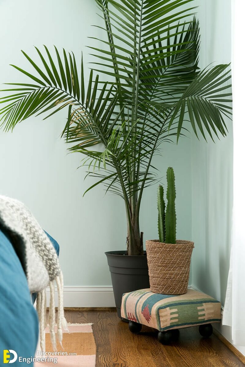 30 Indoor Green Plants For Your Home To Look Fresher And Cooler ...