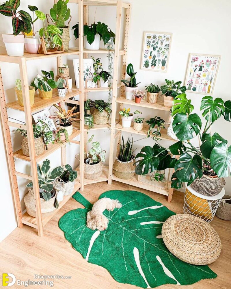 30 Indoor Green Plants For Your Home To Look Fresher And Cooler ...